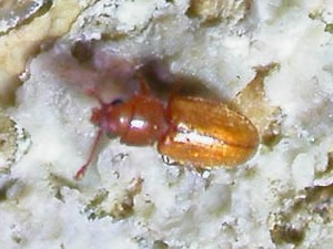 Ahasverus advena | chemtica.com