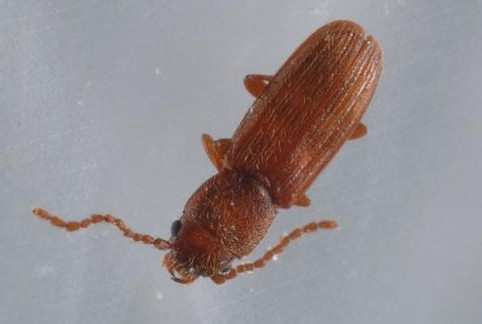 Cryptolestes ferrugineus | chemtica.com