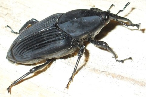 Rhynchophorus palmarum (Rhyncolure) | chemtica.com