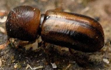 Trypodendron lineatum | chemtica.com