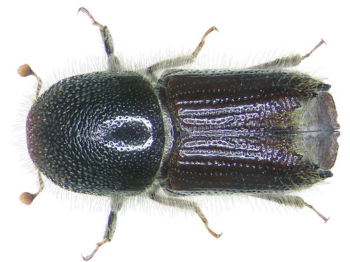 Ips typographus | chemtica.com