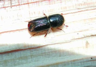 Ips subelongatus | chemtica.com