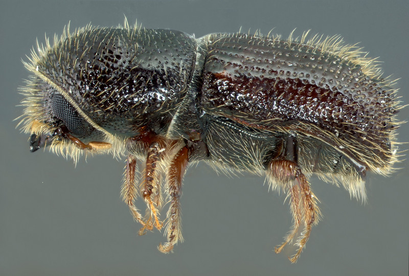 Orthotomicus erosus | chemtica.com