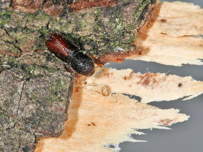 Pityogenes chalcographus | chemtica.com