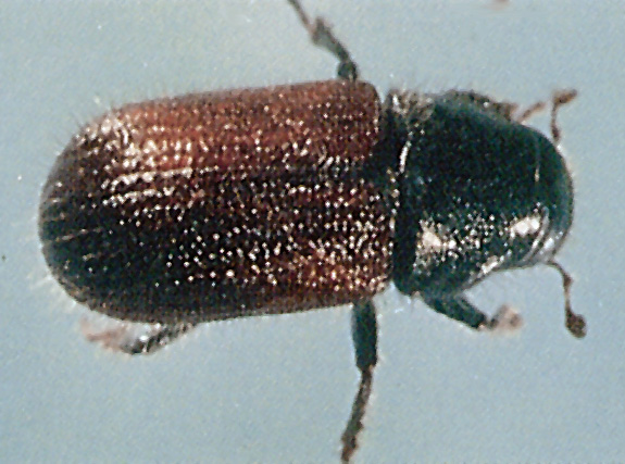 Dendroctonus pseudotsugae | chemtica.com