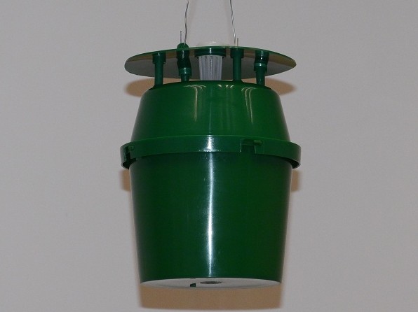 Ephestia cautella | chemtica.com