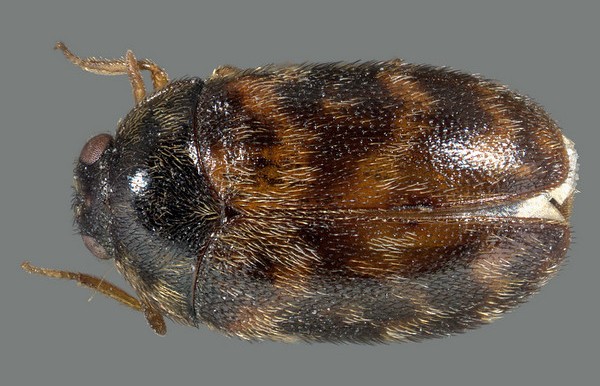 Trogoderma variabile | chemtica.com