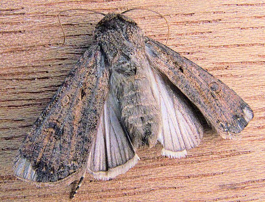 Agrotis ipsilon | chemtica.com