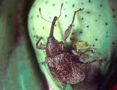 Anthonomus grandis | chemtica.com