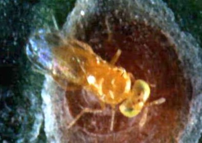 Aonidiella Aurantii Chemtica