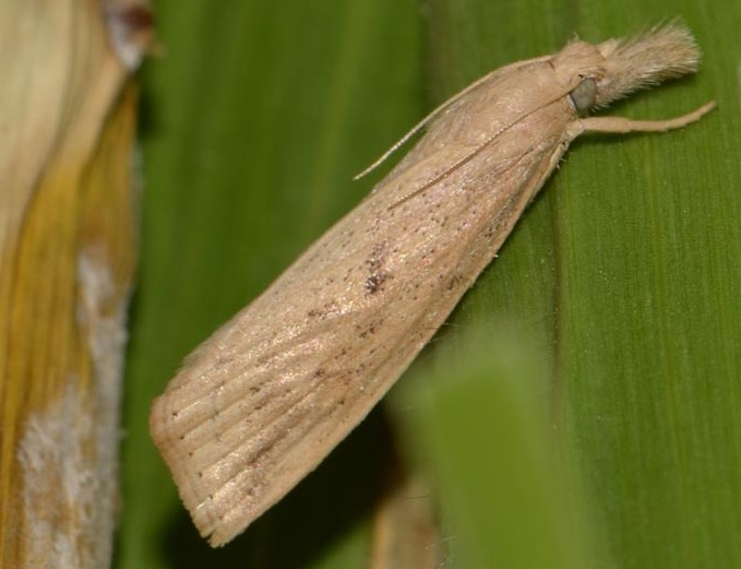 Chilo partellus | chemtica.com