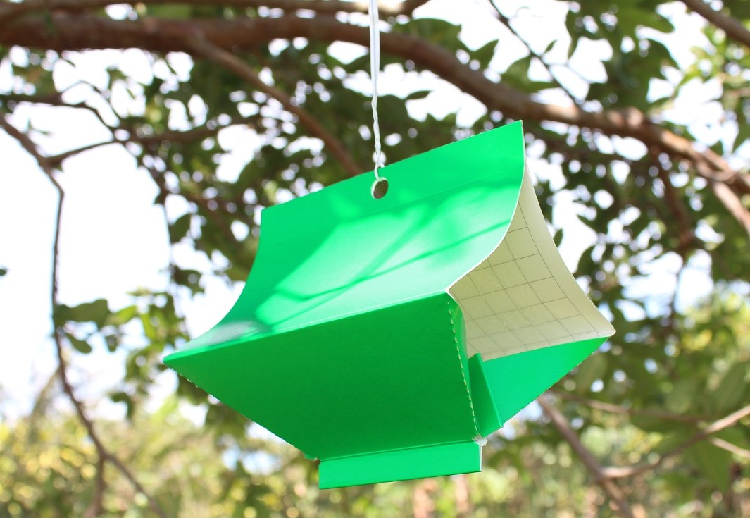 Green Diamond Trap with Grid | chemtica.com